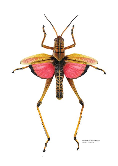 Illustration Of A Yellow Grasshopper With Small Pink Wings
