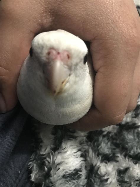 Red Mark Inbetween Nostril Rcockatiel