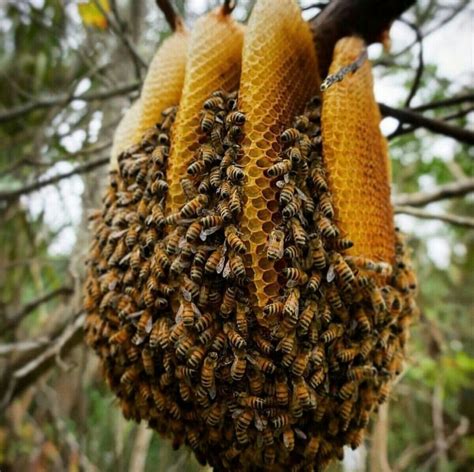 Pin By Yvan Pletinckx On Bees Honey Bee Decor Bee Swarm Bee Keeping