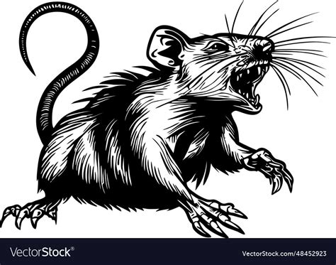 Aggressive Attacking Rat Black And White Drawing Vector Image