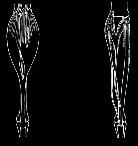 Schematic Diagram Of The Caudal View Of The Left Leg Of The Emu