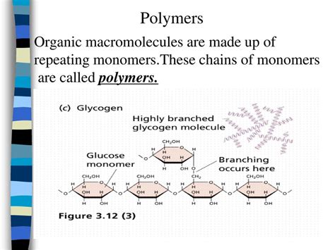 Bell Ringer Which Elements Are Present In Carbohydrates Ppt Download