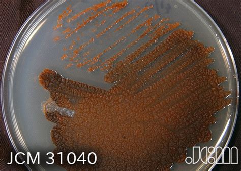Jcm 31040 Jcm Catalogue