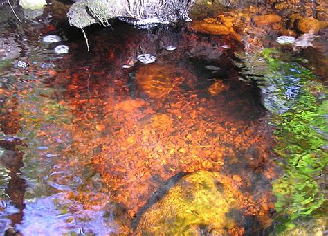 Tispaquins Revenge Hockomock Wonder Wetland Is Now On Line Thanks