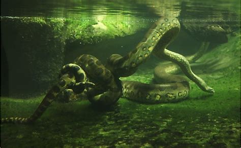 8 Interesting Facts About Green Anacondas