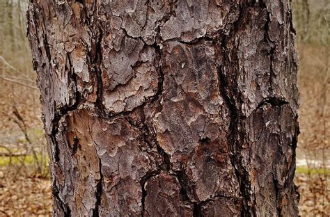 Pitch Pine Range At Wendell Espinoza Blog