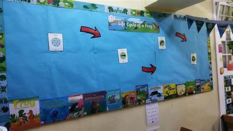 The Life Cycle Of Frogs