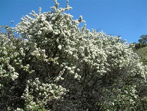 Buckbrush