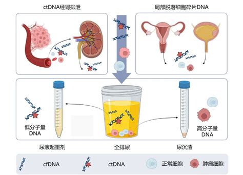 癌症早筛之尿液中的“宝藏”！ 知乎