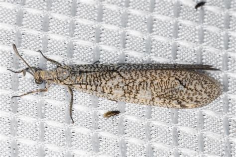 Purenleon Inscriptus · Inaturalist