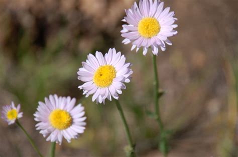 Carson Pass Wildflower Hike Charlie Russell Nature Photography