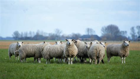 Boost For Terminal Sire Breeding 89ha