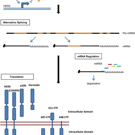 Nuclear Her2 And Its Function As Transcription Factor A Her2 Can Be