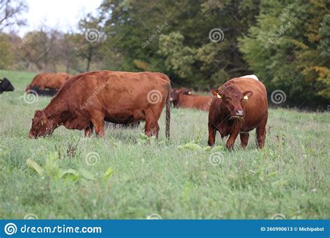 Angus Cows Grassing On A Meadow With Green Grass Stock Image Image Of