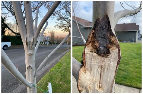 Tree Training Trella