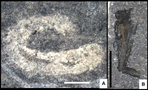 Middle Ordovician Marine Dwarf World” Found From Castle Bank Wales