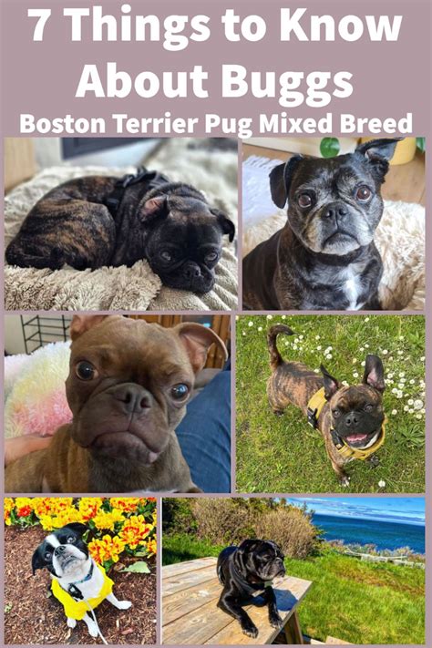 Buggs The Adorable Boston Terrier Pug Mix