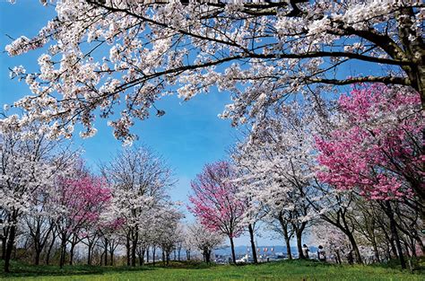 見附市400本を超える桜が咲き誇る 市民の森で行なわれる観桜会