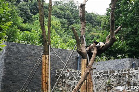 2025都江堰中华大熊猫苑门票价格免票政策地图攻略优惠政策都江堰中华大熊猫苑 墙根网