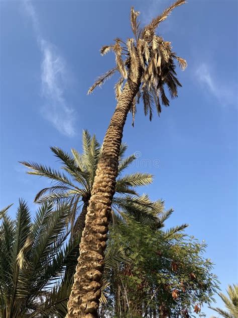 Qassim Palm Farms In The Middle Of Buraidah Al Sabbakh District Saudi