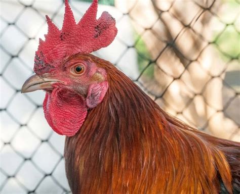 Making Some Poultry Points The Bug Online