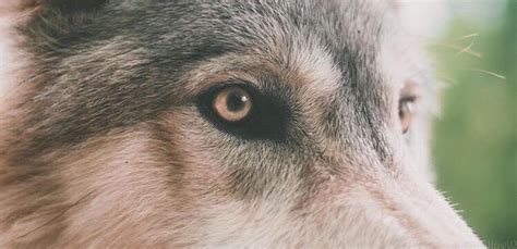 Micah Wiki Wolf Pack Amino Amino