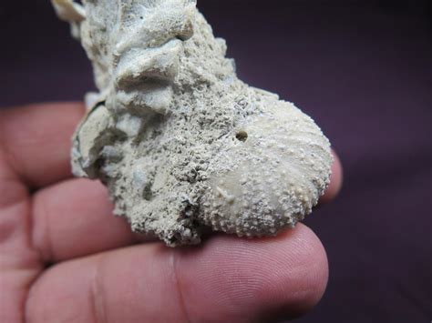 Echinoid Fossil