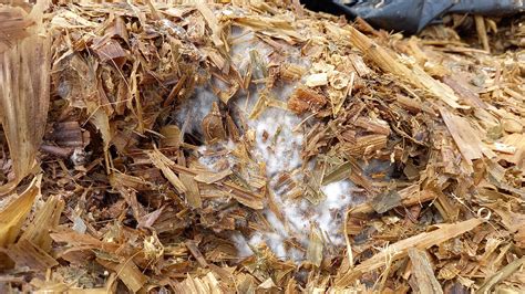 Corn Silage Silo Weak Point Analysis Bonsilage Usa