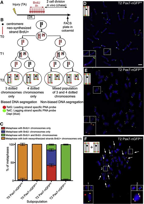 A Subpopulation Of Adult Skeletal Muscle Stem Cells Retains All