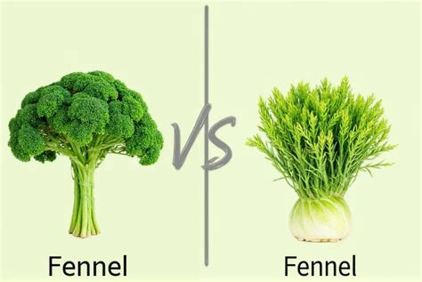 Fenel Vs Fenchel Richtige Schreibweise Und Kompletter Leitfaden