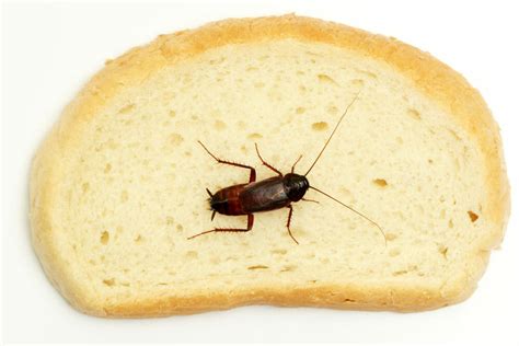 4 Cockroach Infestation Signs Food Handlers Need To Know