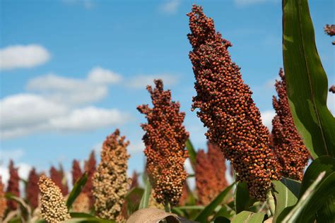 Sorghum Nutrition And Health Benefits