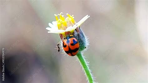 Coccinella Transversalis Commonly Known As The Transverse Ladybug Or