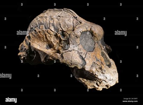 Cranio Da Paranthropus Boisei O Australopithecus Boiseiearly Hominin