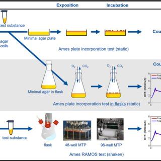 Graphical Illustration Of The Ames Plate Incorporation Test Performed