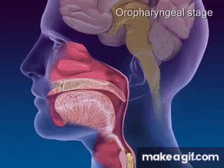 Swallowing On Make A 