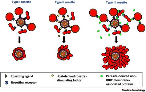 Evolving Perspectives On Rosetting In Malaria Trends In Parasitology