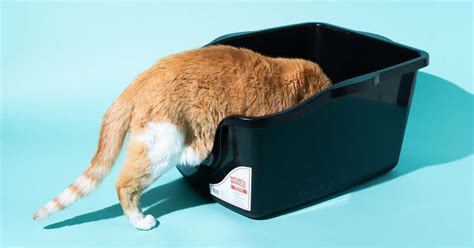 The Best Cat Litter Boxes For 2023 Reviews By Wirecutter Atelier Yuwa
