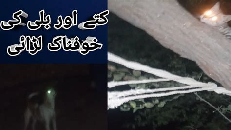 کتے اور بلی کی خوفناک لڑائی Youtube