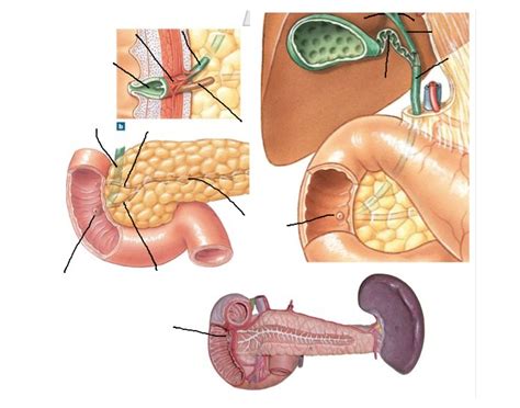 Gall Bladder And Pancreas Quiz