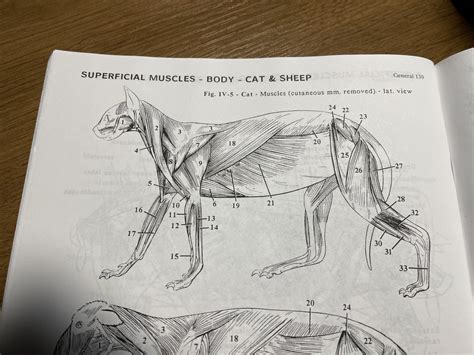 Cat Muscle Diagram Diagram Quizlet