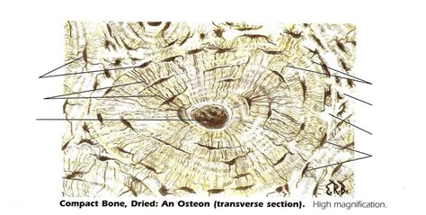 Osteon Under A Microscope Diagram Quizlet
