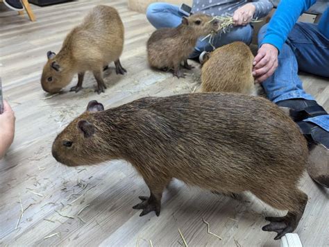 15 Places In Florida Where You Can Meet Capybaras Up Close