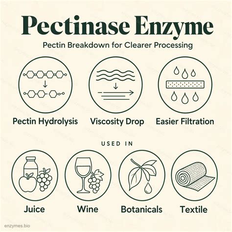 Pectinase Enzyme Powder 200 000 U Ml Cas 9014 01 1