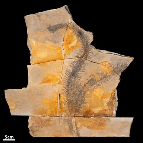 Winner Of The January 2026 Invertebrateplant Fossil Of The Month