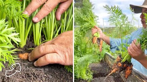 Trucos sencillos para cultivar zanahorias todo el año en cualquier sitio
