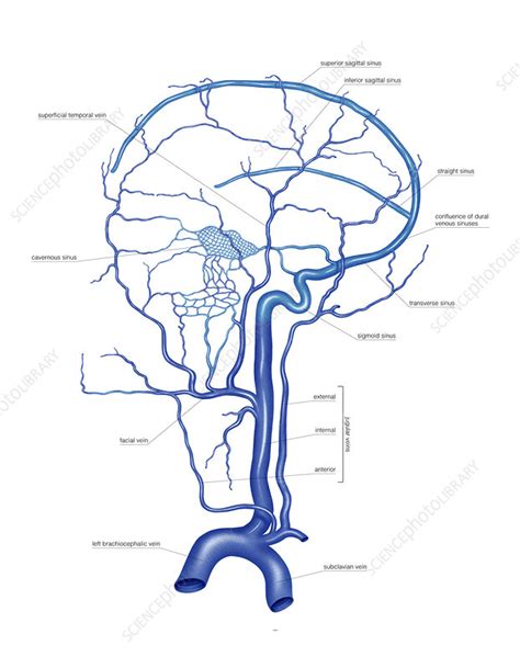 Venous System Of The Head And Neck Stock Image C021 2125 Science Photo Library