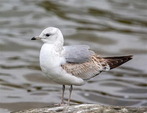 20 Types Of Seagulls Species Identification And Photos