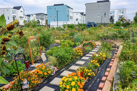 Cultivating Community Resilience And A Sustainable Future Through Urban Gardens Sustainable