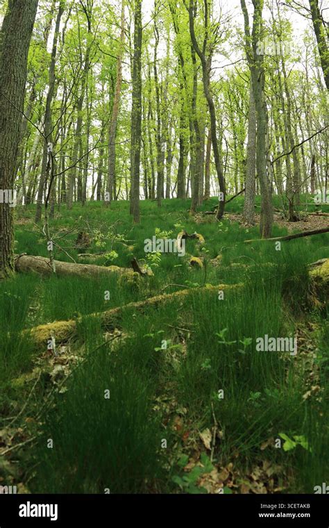 Dense Tufted Understory Grasses Carpeting A Temperate Forest Slope